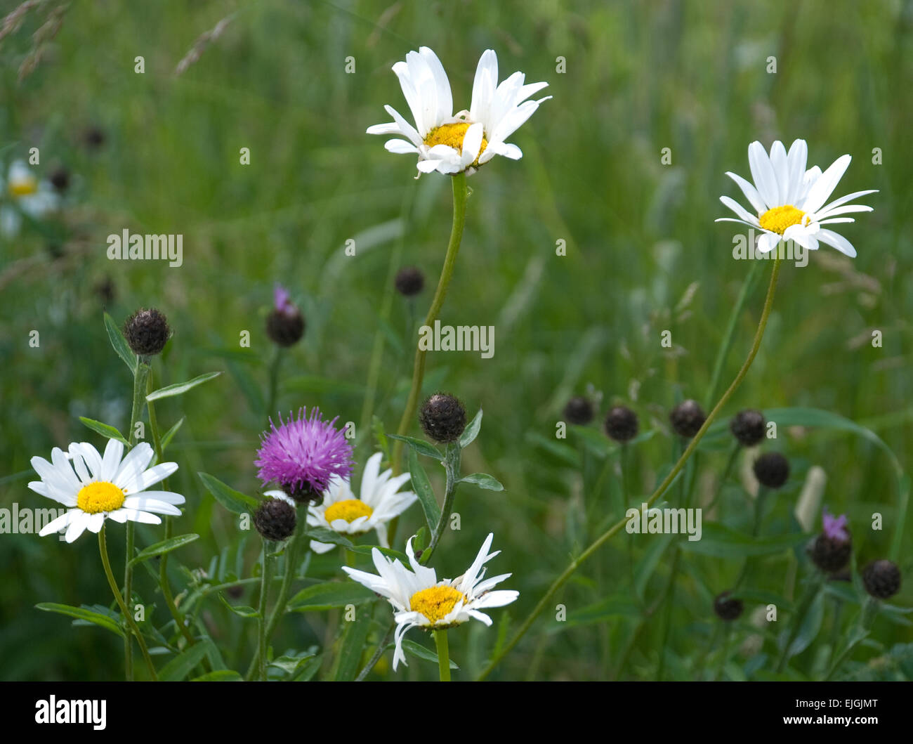 Oxeye daisies and knapweed in natural wild flower habitat Stock Photo ...
