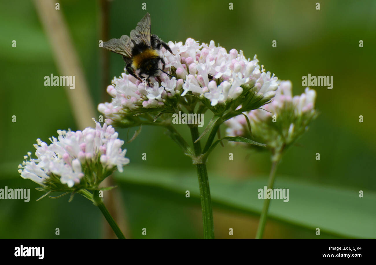 Close up of buff tailed bumblebee on wild flower head and with out of ...