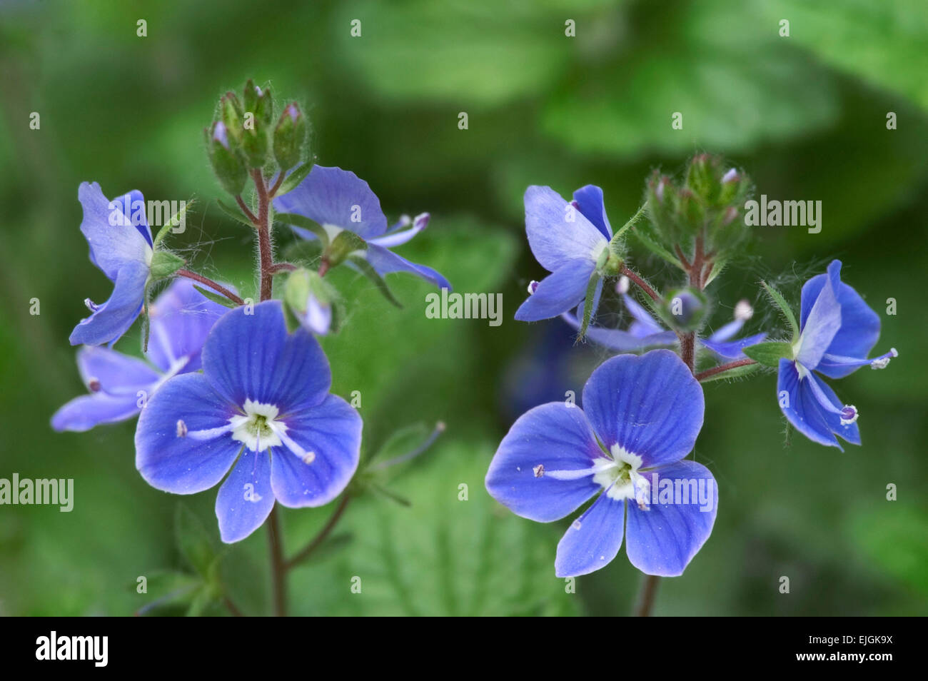 Germander speedwell / bird's-eye speedwell (Veronica chamaedrys) in ...
