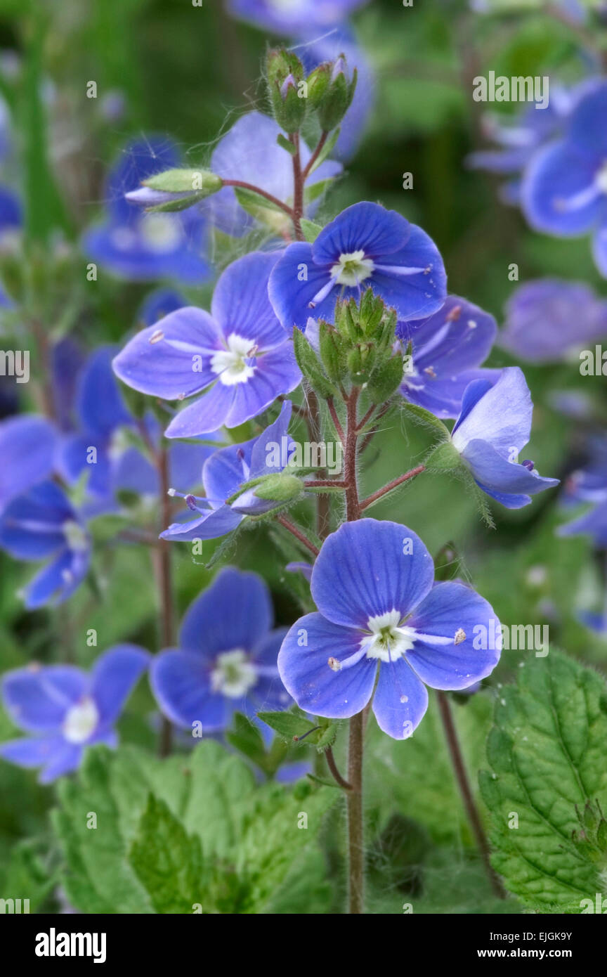 Birds eye speedwell blue flower hi-res stock photography and images - Alamy