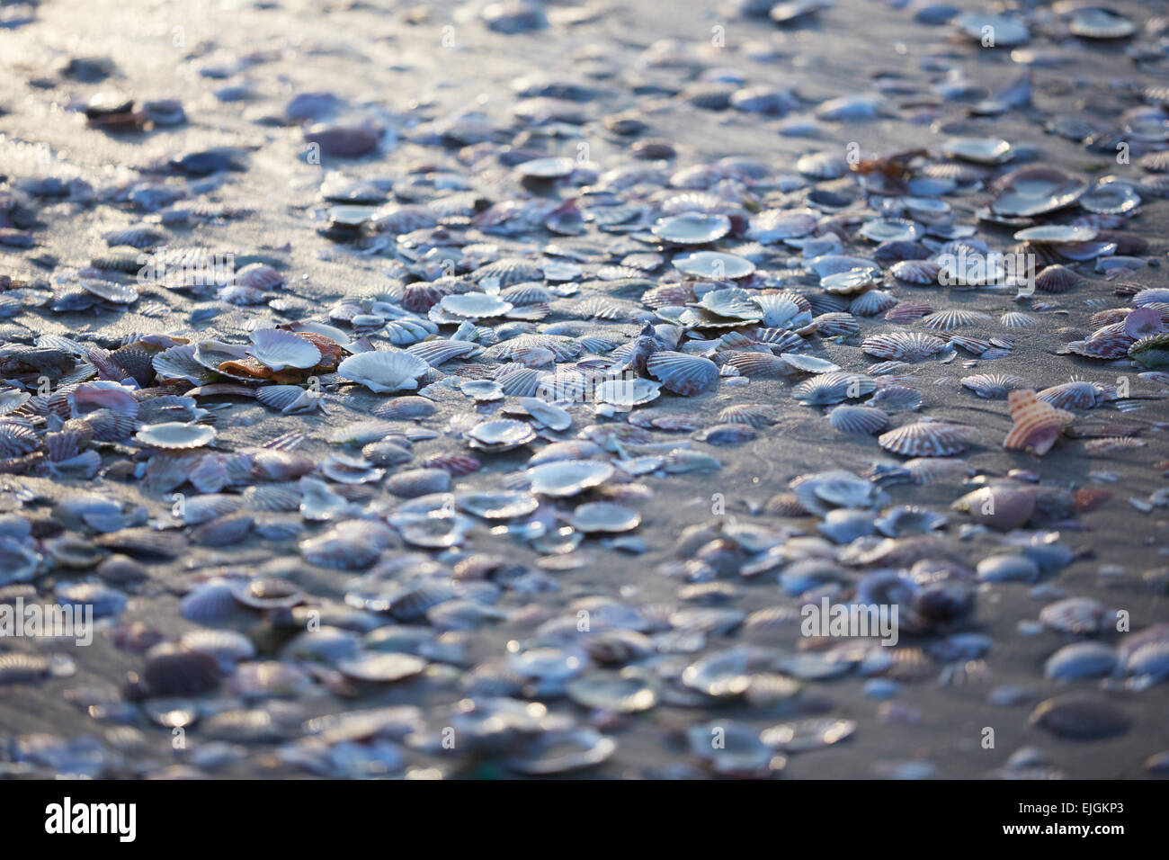 texture set of mollusk shells, mussels on the shore with sunlight ...
