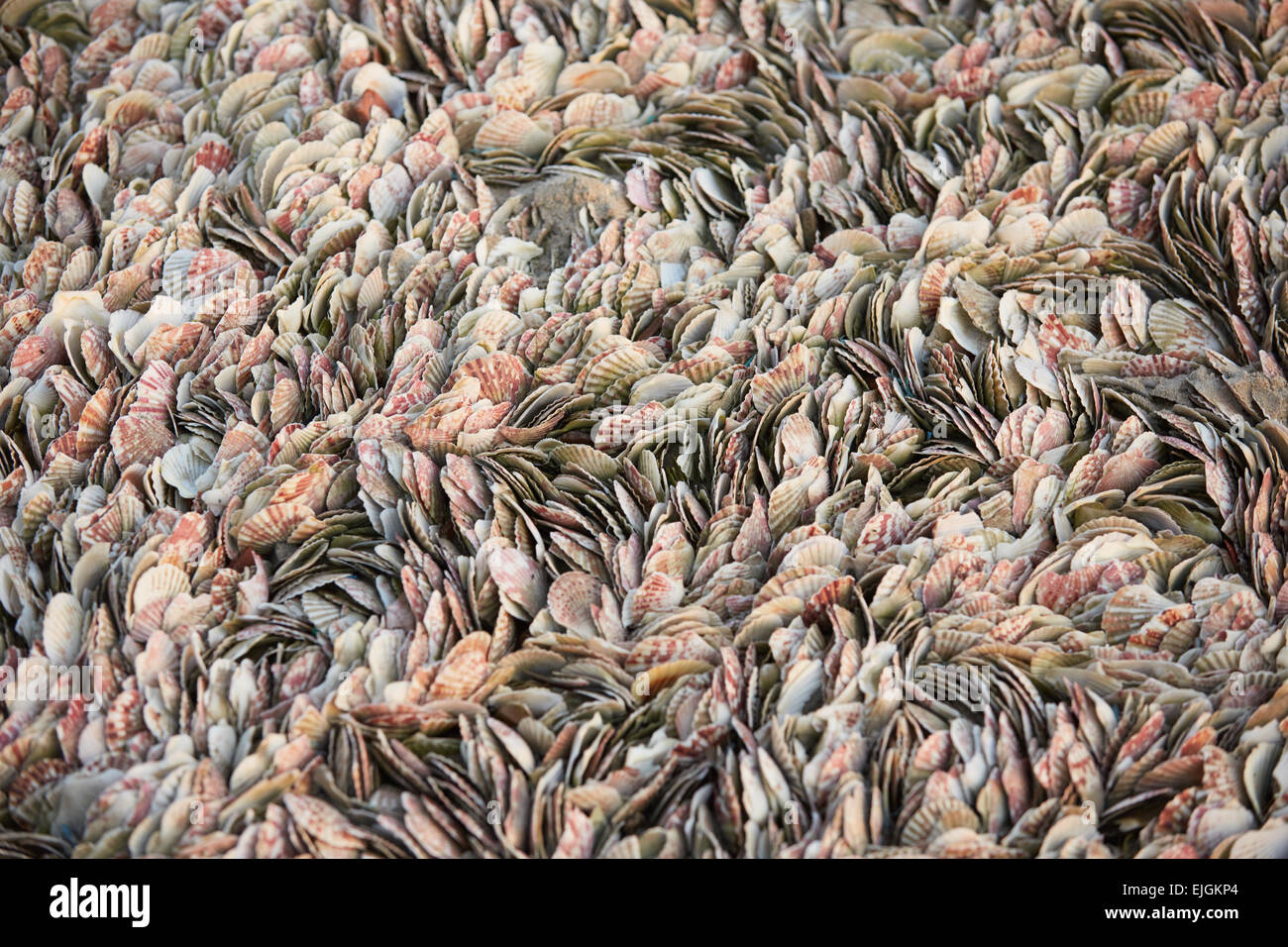 texture set of mollusk shells, mussels Stock Photo - Alamy