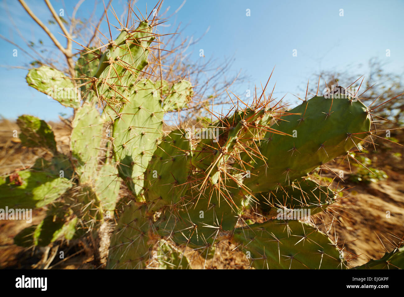flat cactus with long thorns growing on dry land, among the dry plants ...