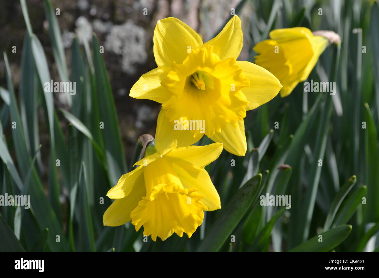 daffodil close up Stock Photo - Alamy