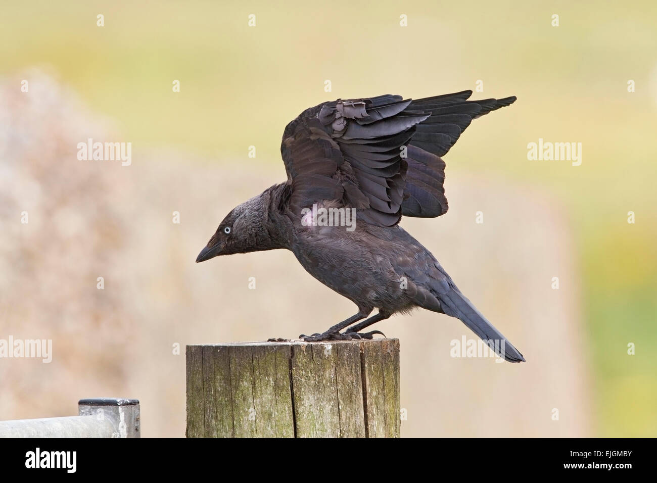 Jackdaw crow corvus monedula norfolk bird hi-res stock photography and ...