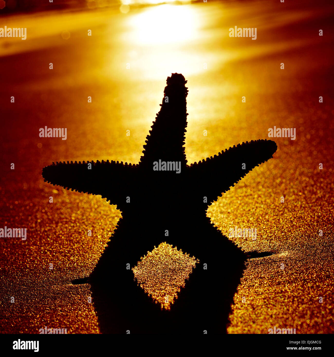 the silhouette of a seastar with backlight on the shore of a beach at ...