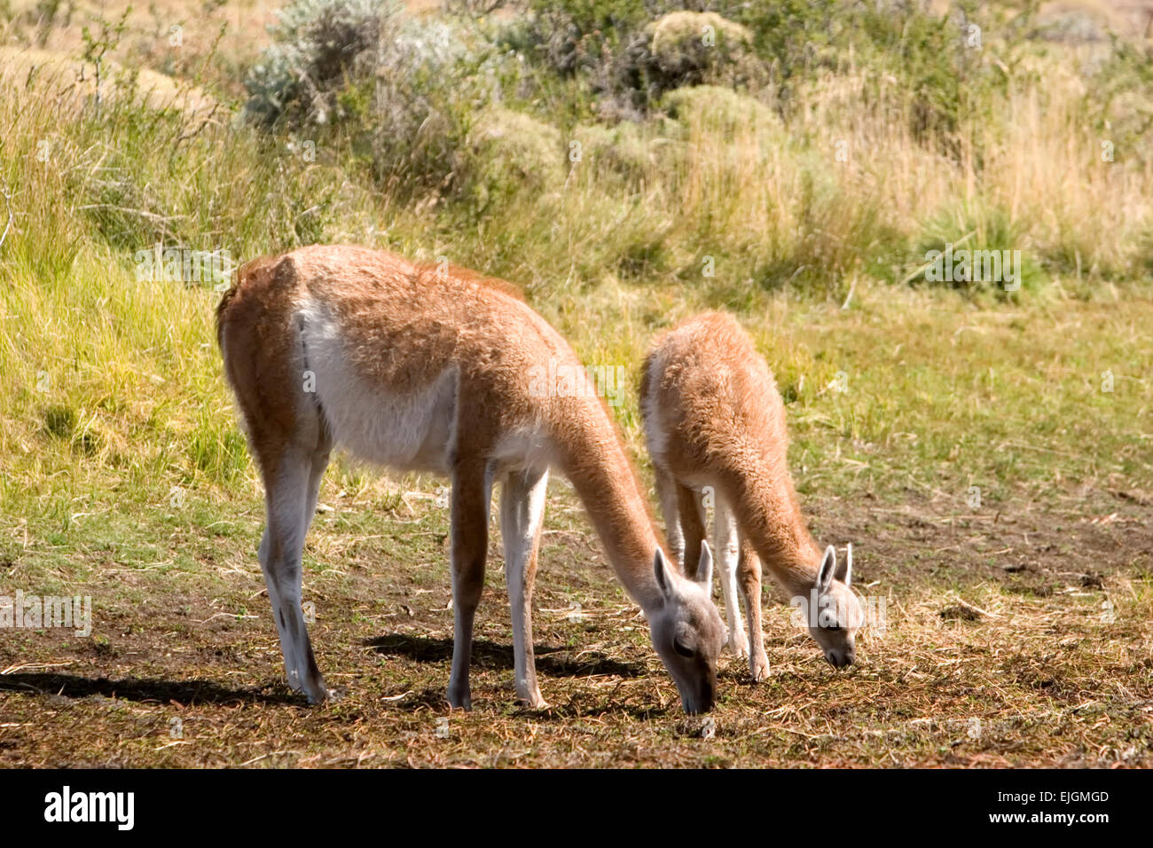 Female guanaco (Lama guanicoe) and her offspring ("chulengo"), Torres ...