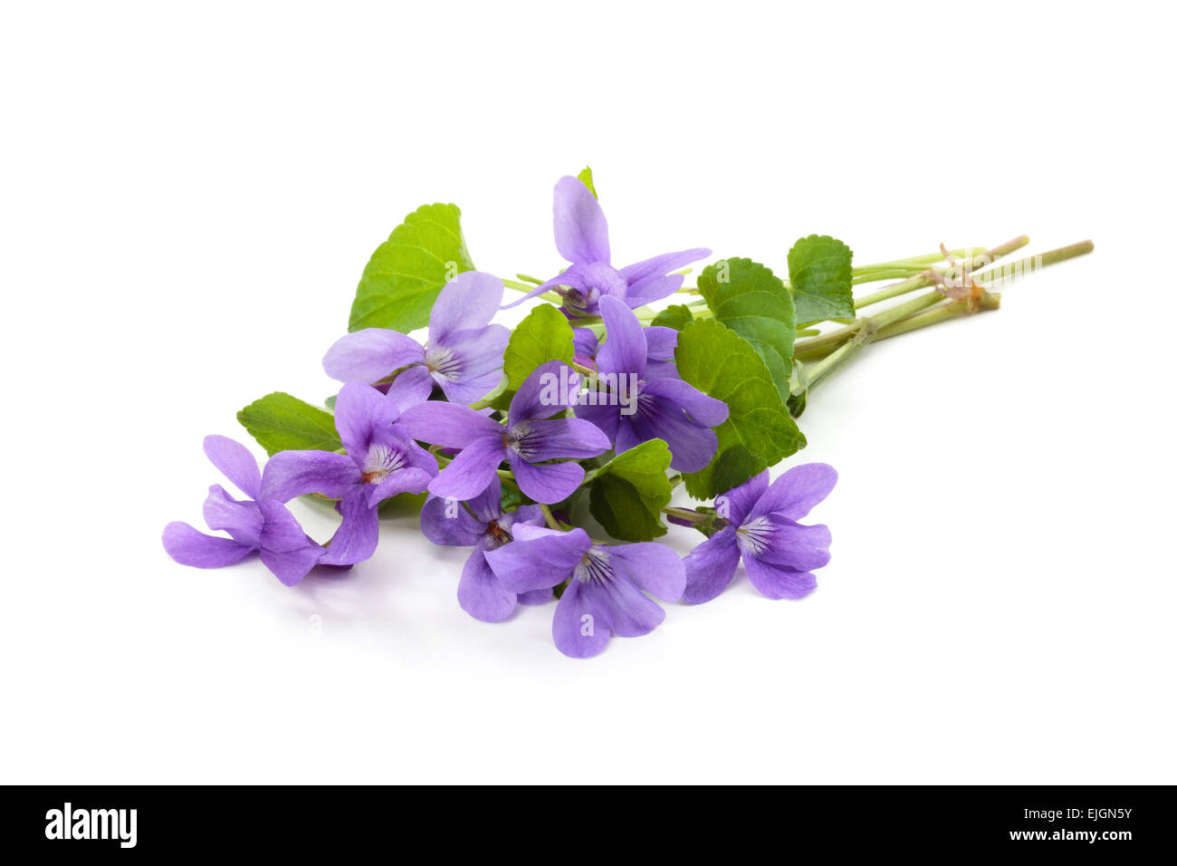 Bunch of violet flowers Stock Photo - Alamy