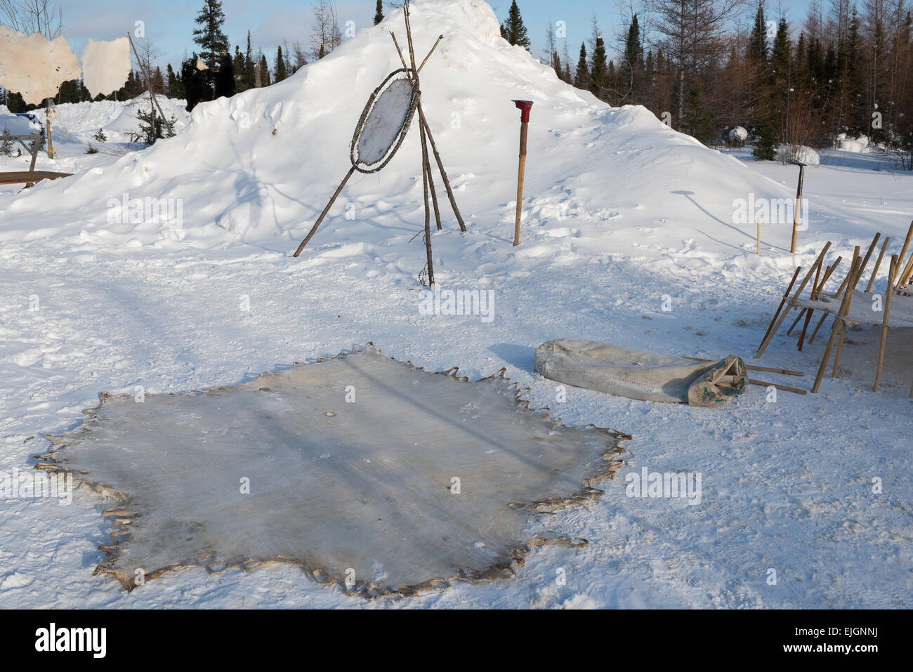 Moose hide scrapping Northern James Bay Quebec Stock Photo - Alamy