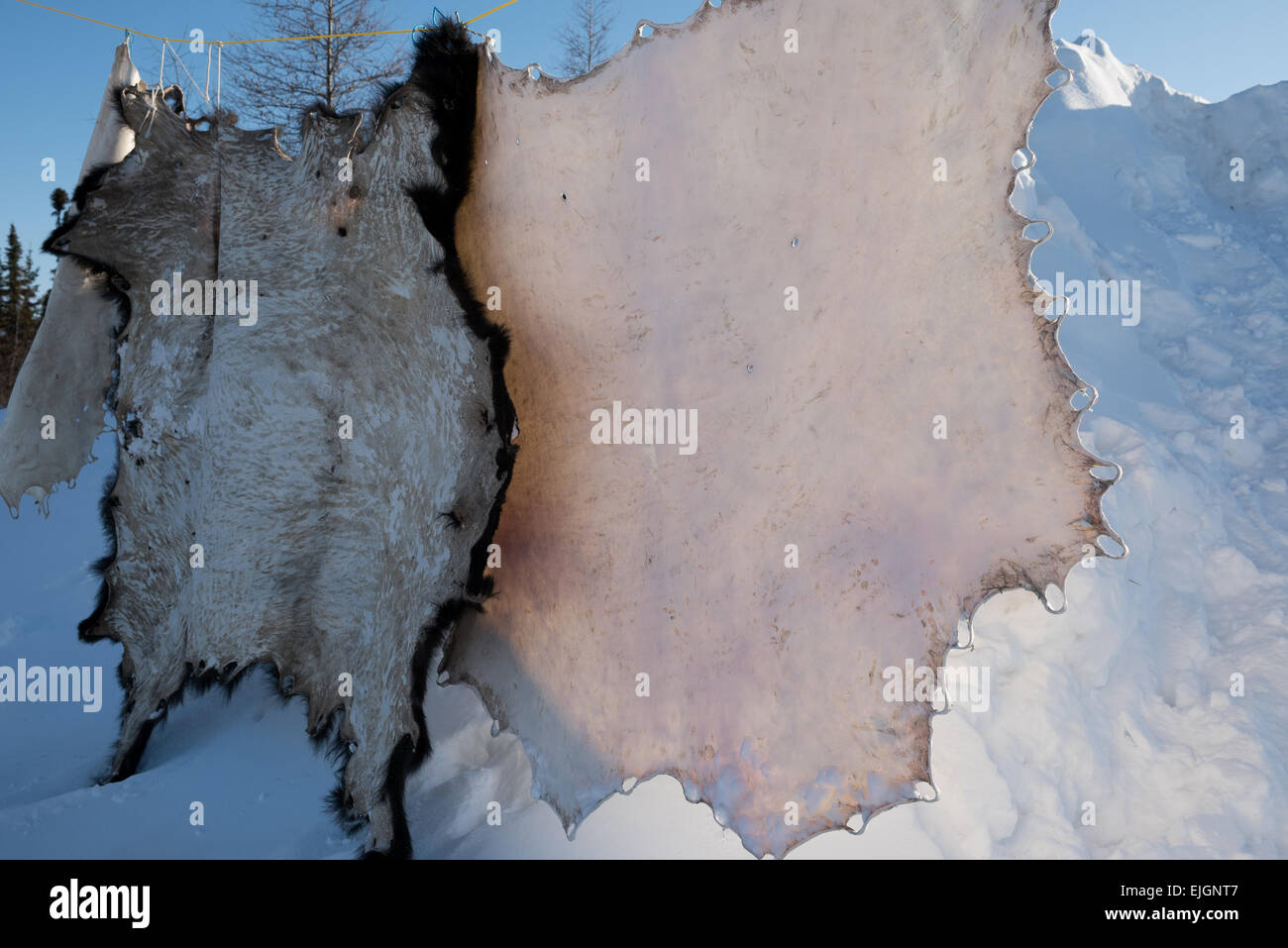 Moose hide drying Northern James Bay Indigenous Cree Land Stock Photo ...