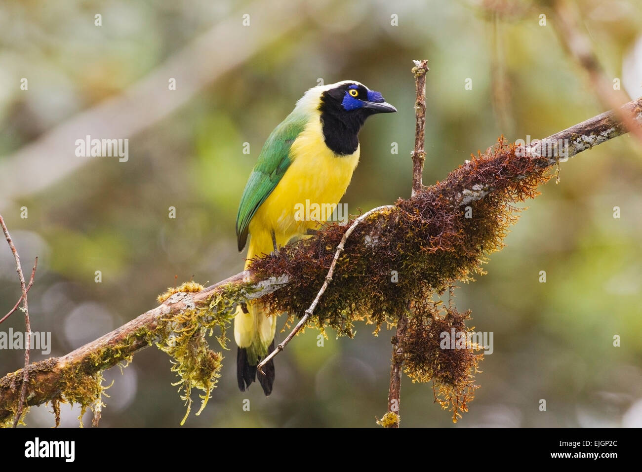 Inca Jay (Cyanocorax yncas yncas) adult perched in tree in rainforest ...