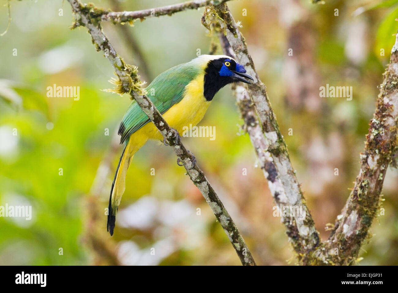 Inca Jay (Cyanocorax yncas yncas) adult perched in tree in rainforest ...