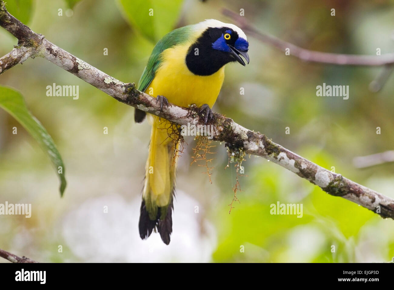Inca Jay (Cyanocorax yncas yncas) adult perched in tree in rainforest ...