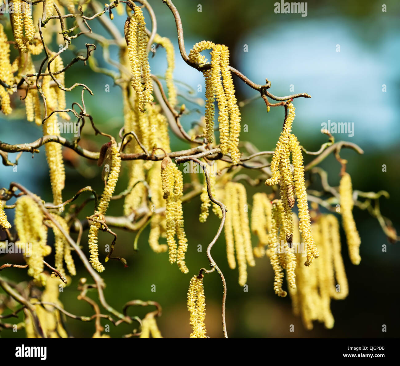 hazel branch in the morning sun Stock Photo - Alamy