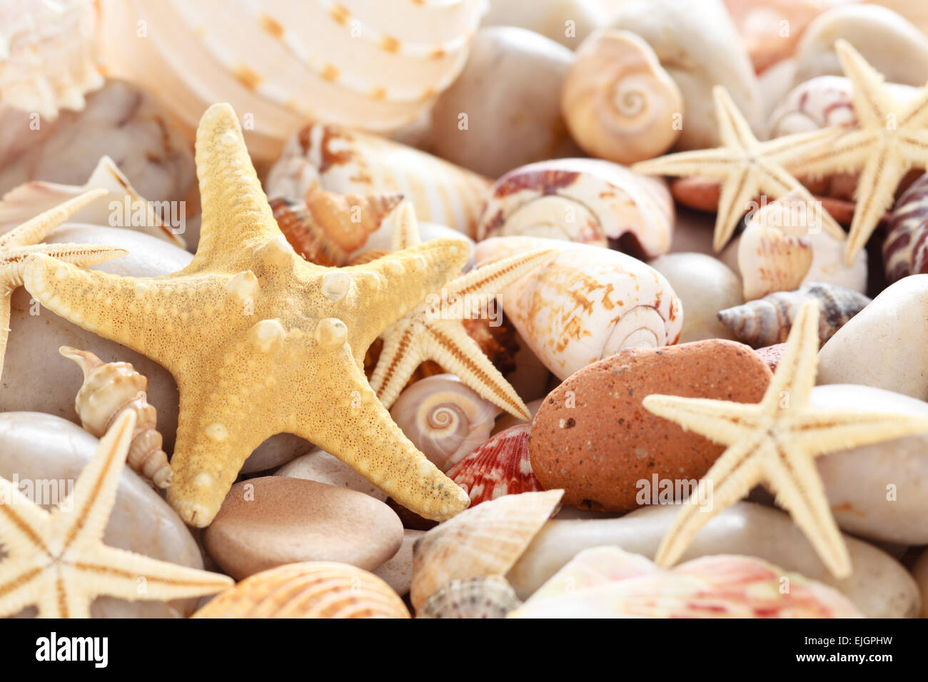 Old sea shell pattern hi-res stock photography and images - Alamy