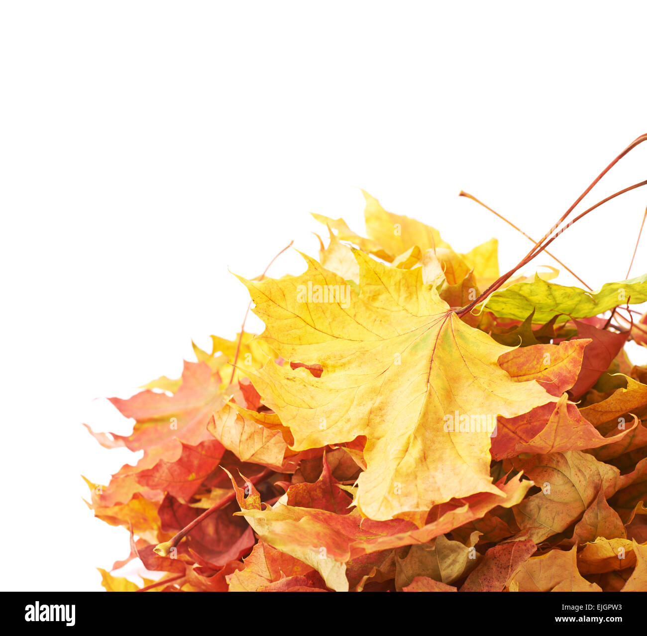 Pile of colorful maple leaves isolated Stock Photo - Alamy