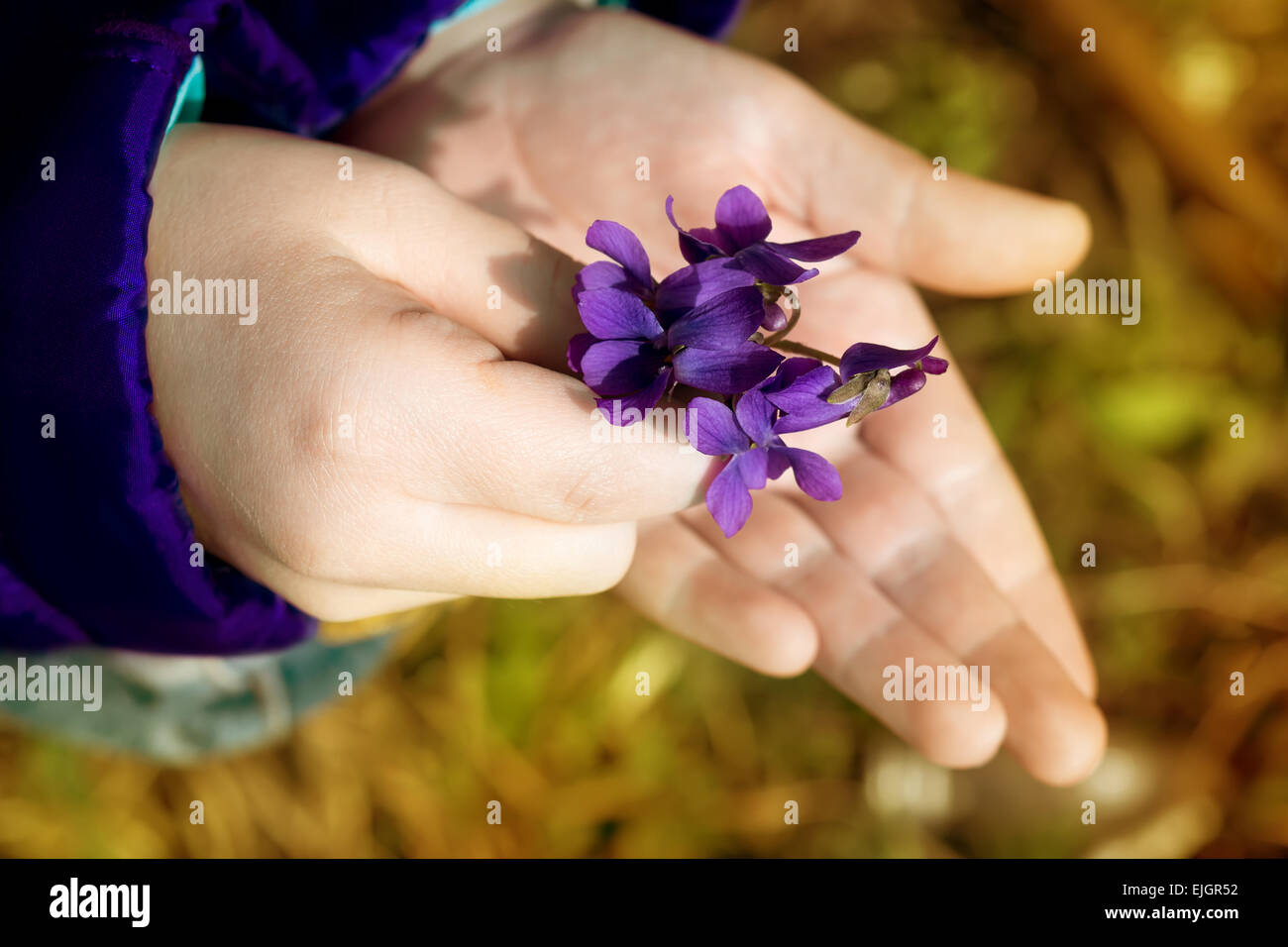 Tuft of violets in child's hands. Vintage. Gift Stock Photo - Alamy