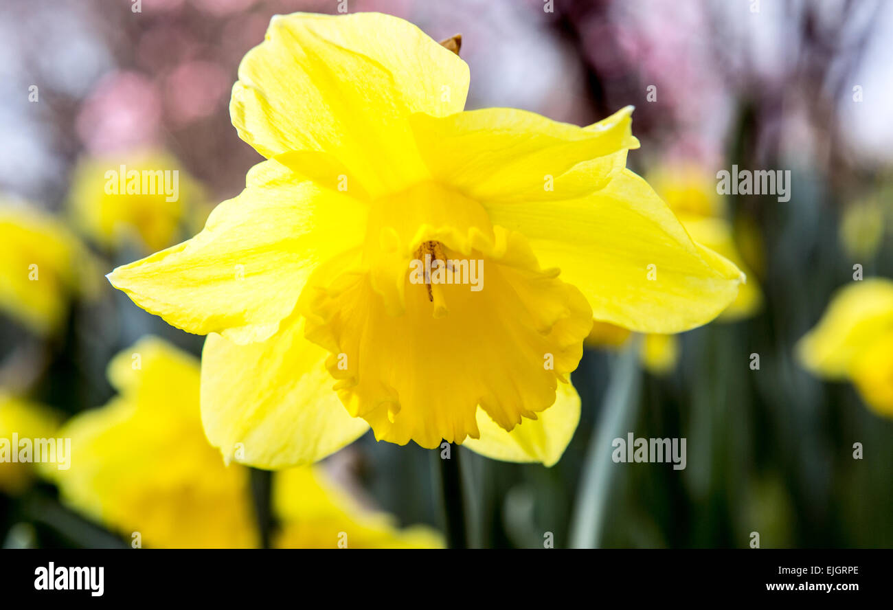 Daffodil Flowers Springtime Regents Park London UK Stock Photo - Alamy