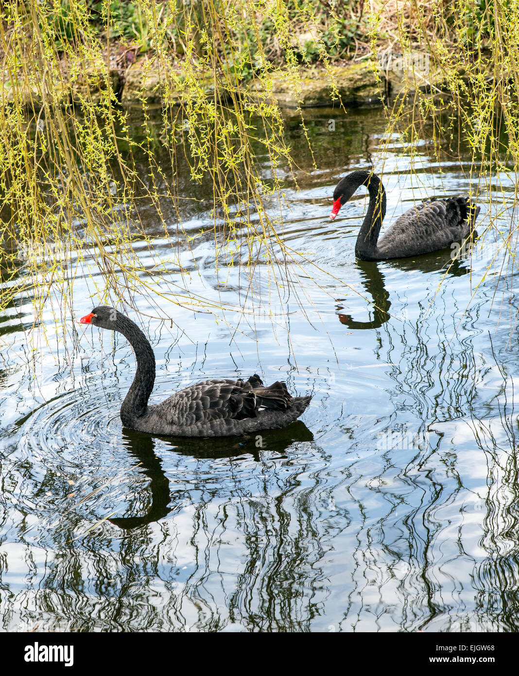 Swan london park hi-res stock photography and images - Alamy