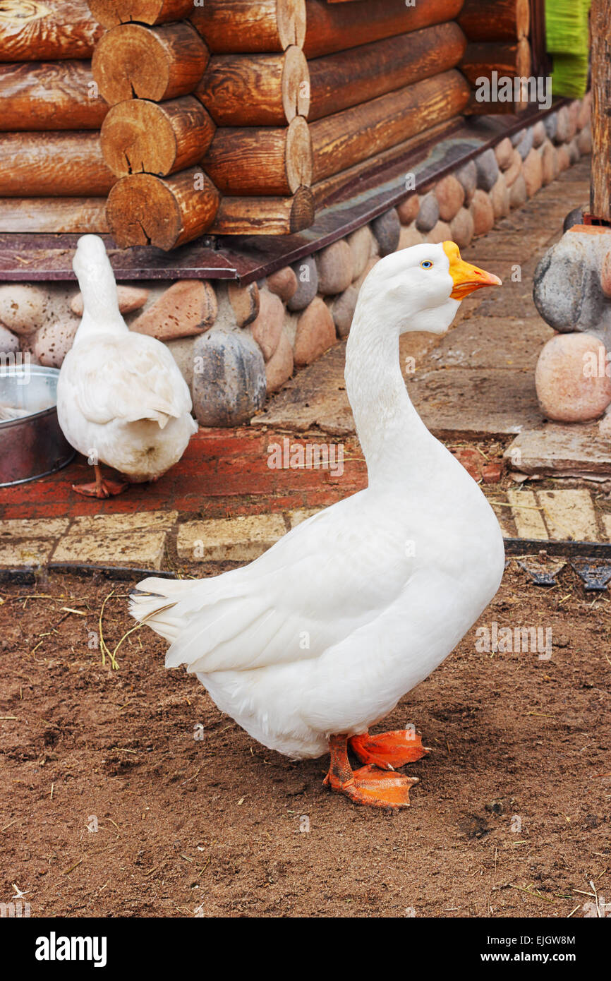 Purebred goose hi-res stock photography and images - Alamy