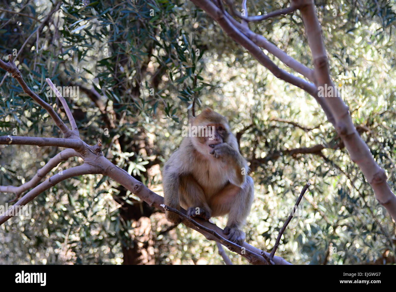 Makak hi-res stock photography and images - Alamy