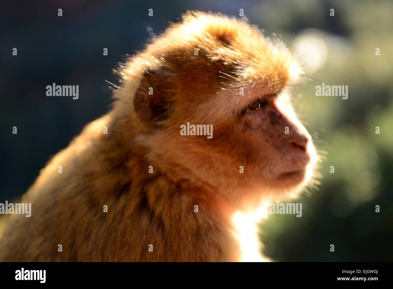 Makak hi-res stock photography and images - Alamy