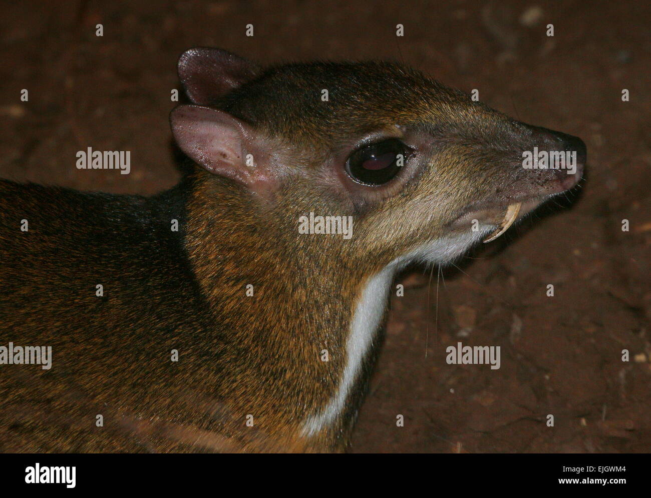 Asiatic mouse deer High Resolution Stock Photography and Images - Alamy