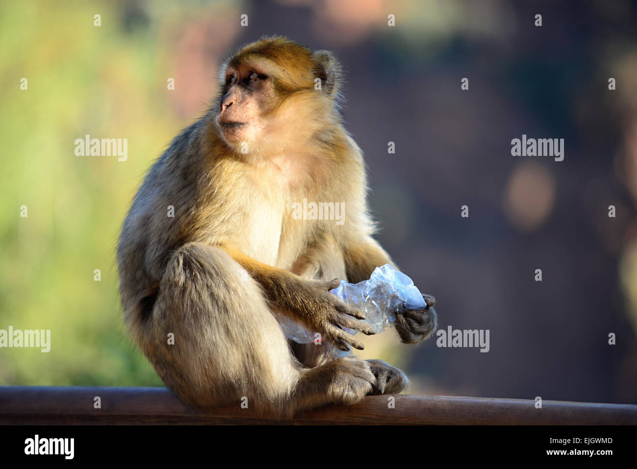 Makak hi-res stock photography and images - Alamy