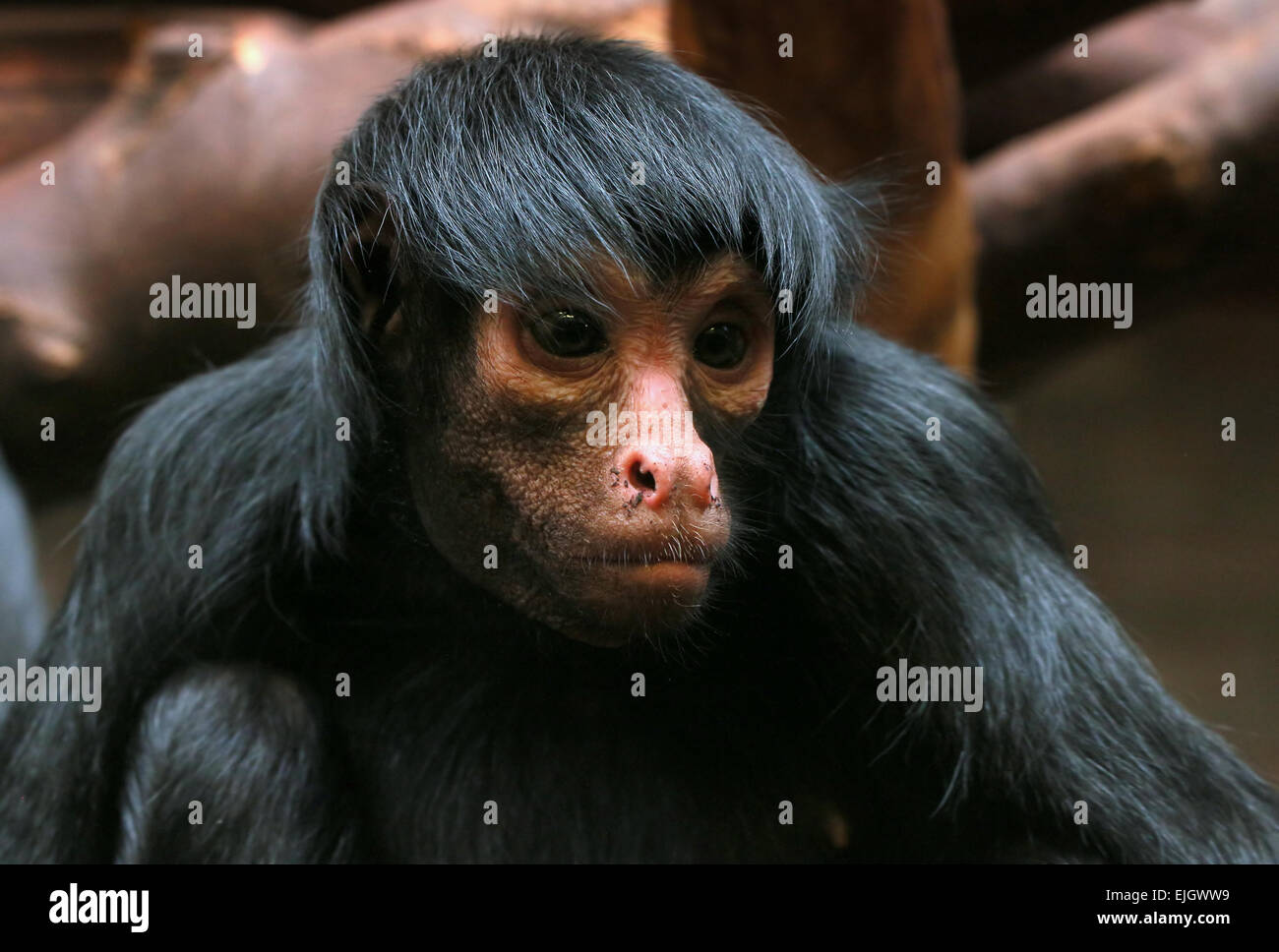 South American Monkeys