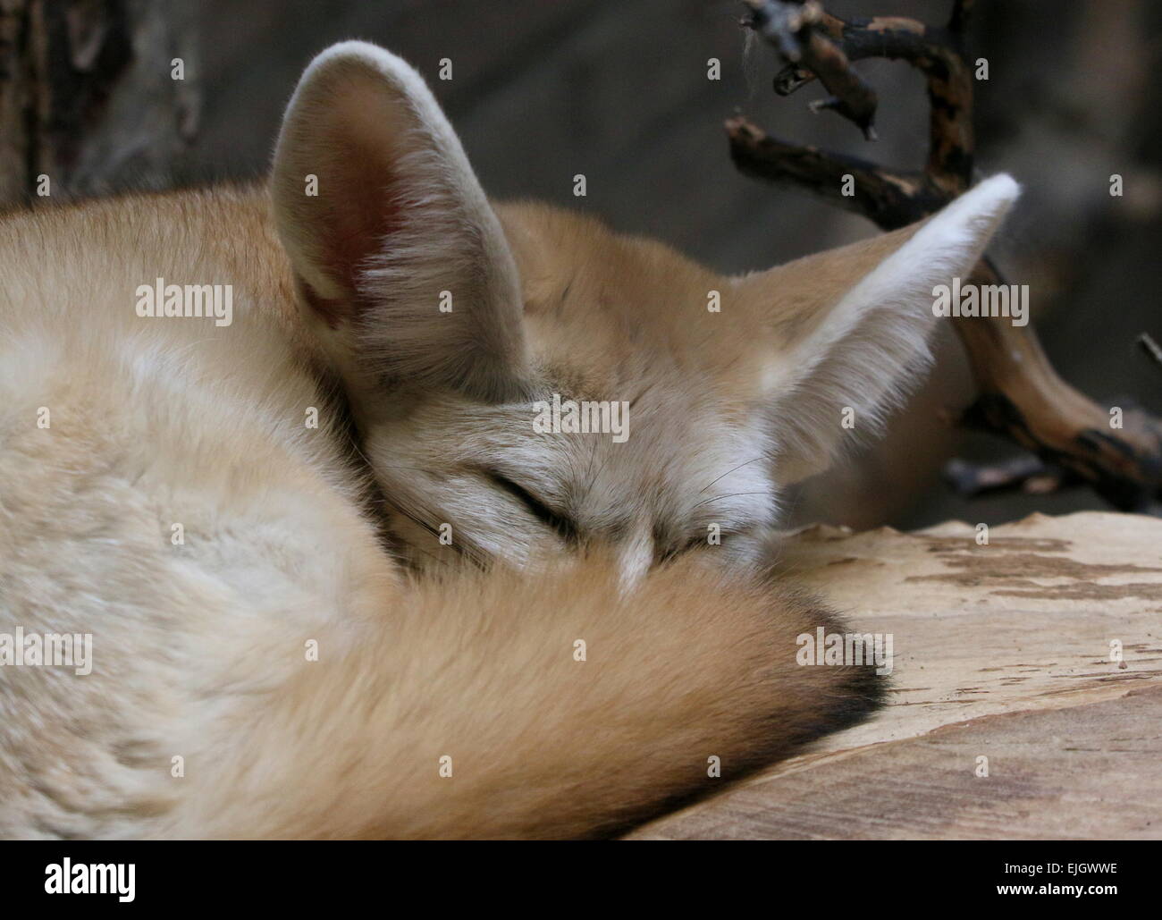 Fennec fox profile hi-res stock photography and images - Alamy