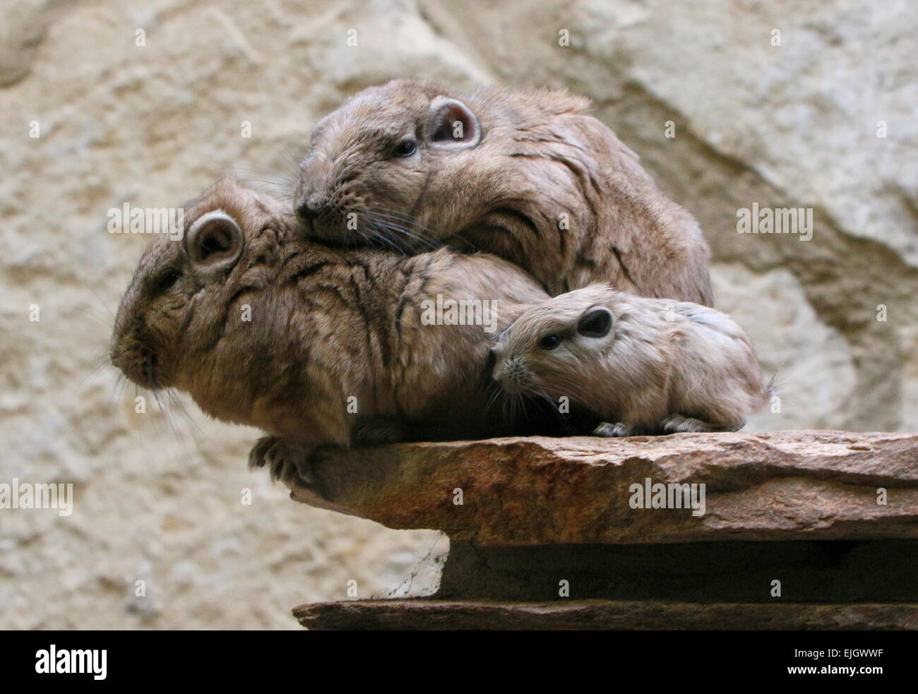 Gundi comun hi-res stock photography and images - Alamy