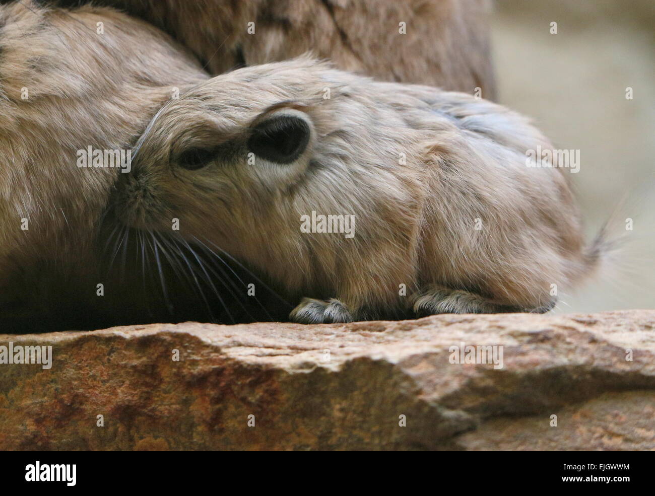 North African Gundi High Resolution Stock Photography and Images - Alamy