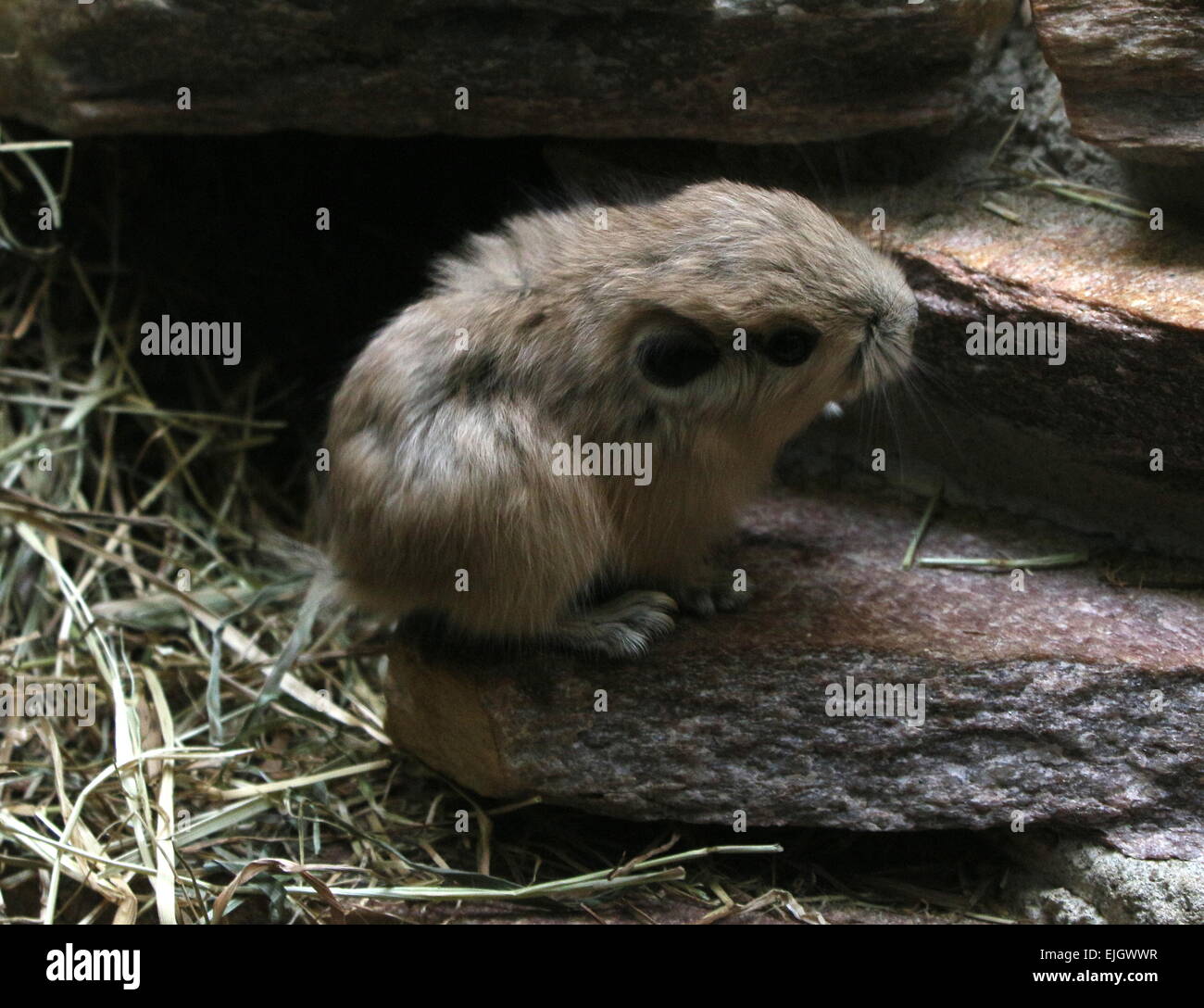 Gundi Comun High Resolution Stock Photography and Images - Alamy
