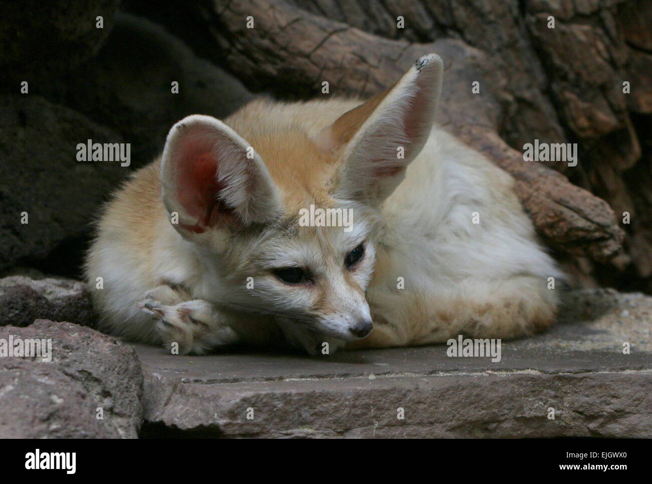 Zorro fennec fennecus zerda hi-res stock photography and images - Alamy