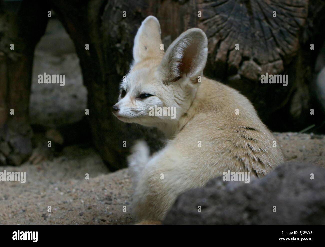 Fennek fennecus zerda hi-res stock photography and images - Alamy