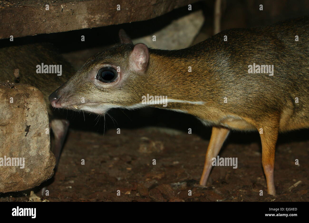 Southeast Asian Java mouse-deer or Javan chevrotain (Tragulus javanicus ...