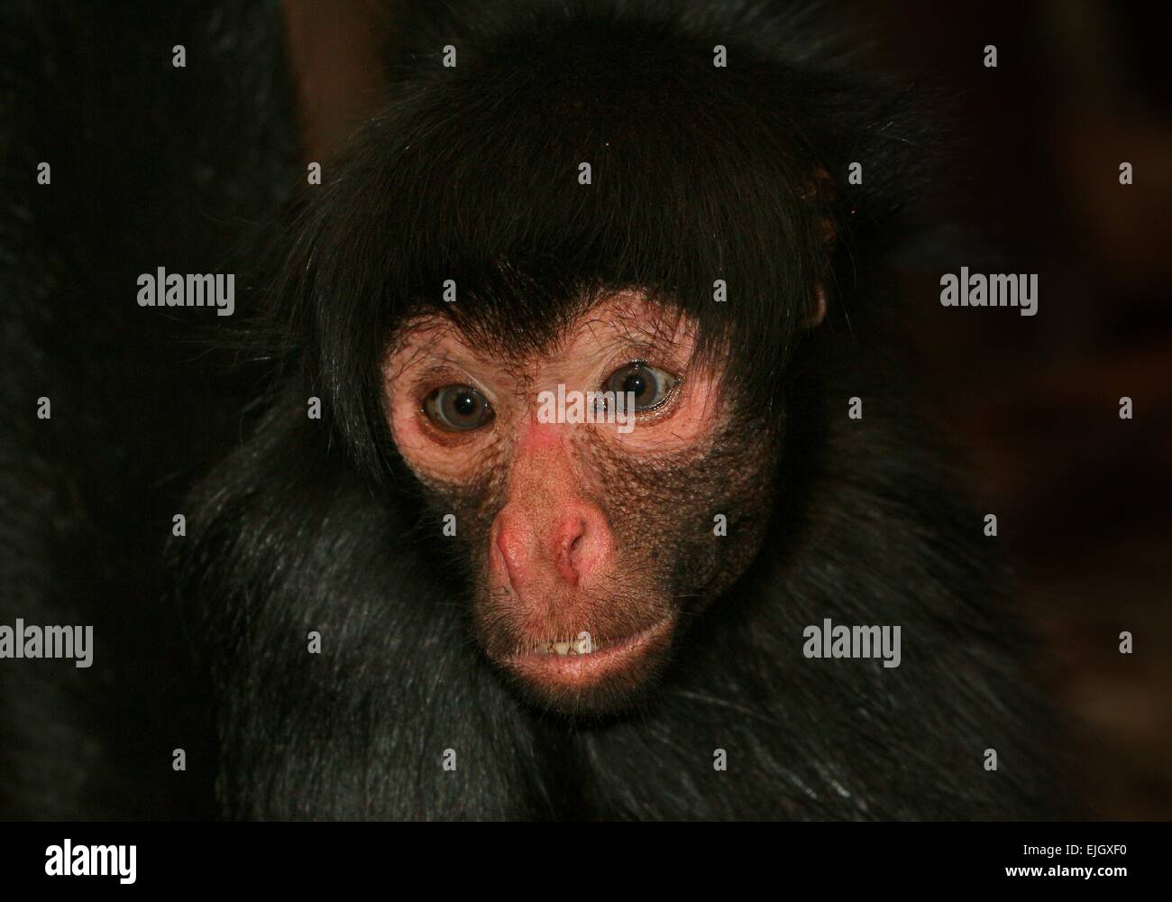 South American Red-faced spider monkey (Ateles paniscus), close-up of ...
