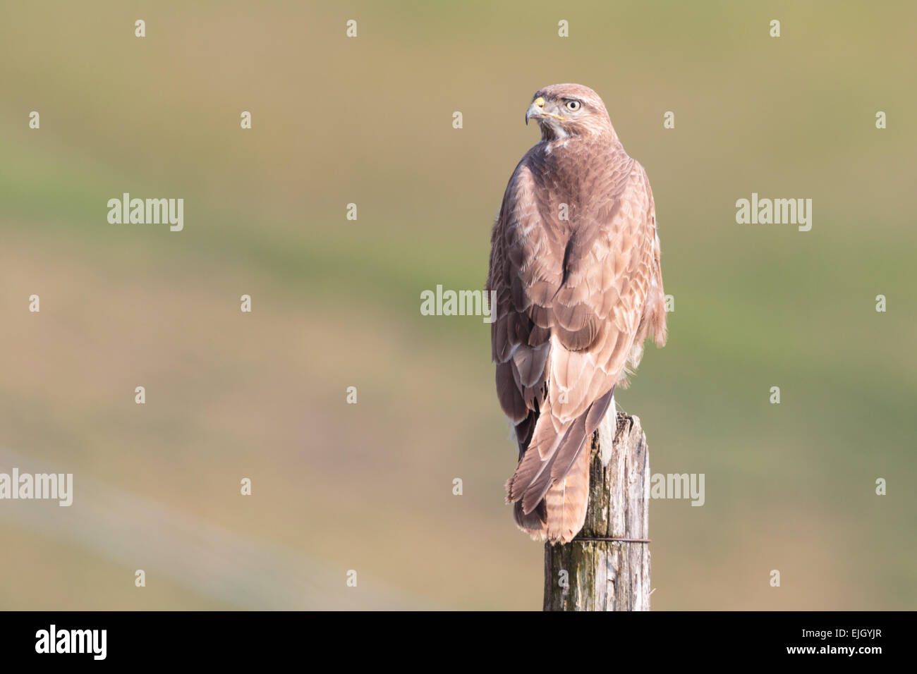 Common Buzzard on a pole Stock Photo - Alamy