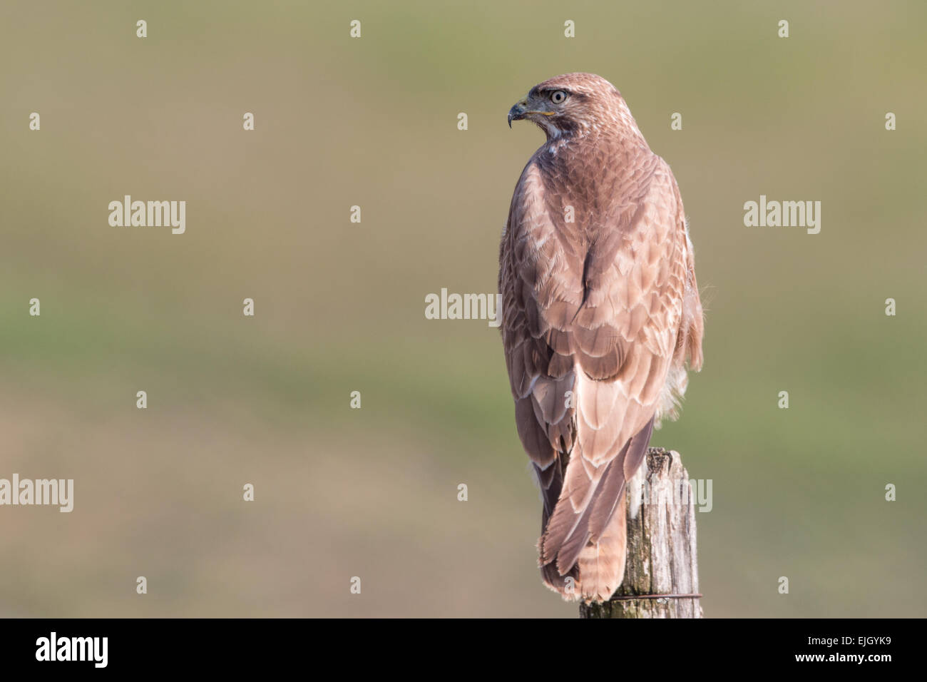 Common Buzzard on a pole Stock Photo - Alamy