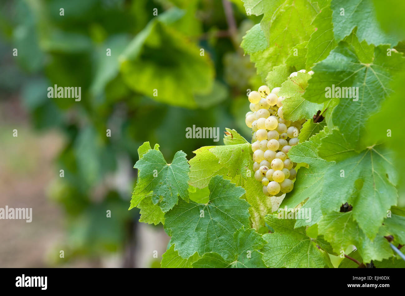 White grapes hi-res stock photography and images - Alamy