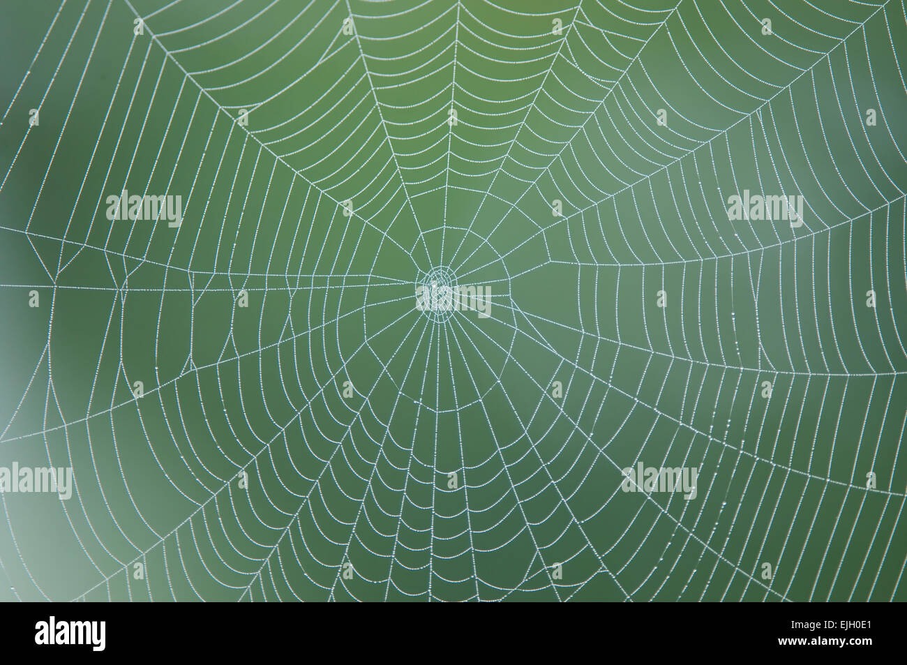 Spider web background hi-res stock photography and images - Alamy