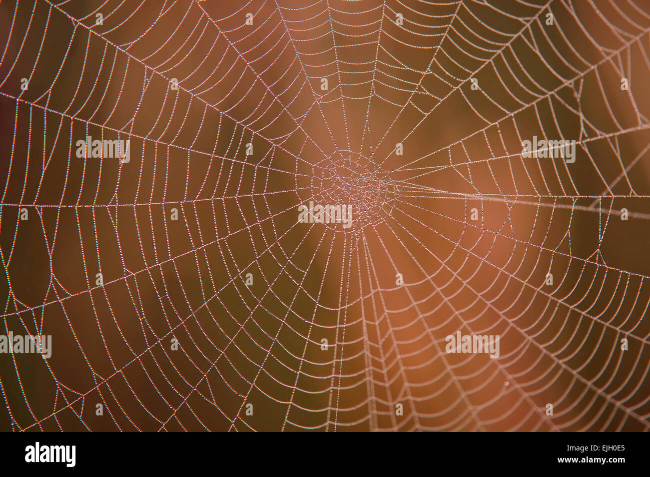 Wet spider net hi-res stock photography and images - Alamy