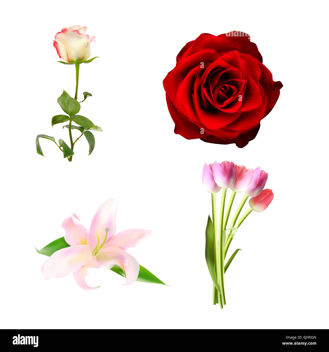 Realistic Flower Set High Quality Vector Illustration EPS10 Stock Photo ...