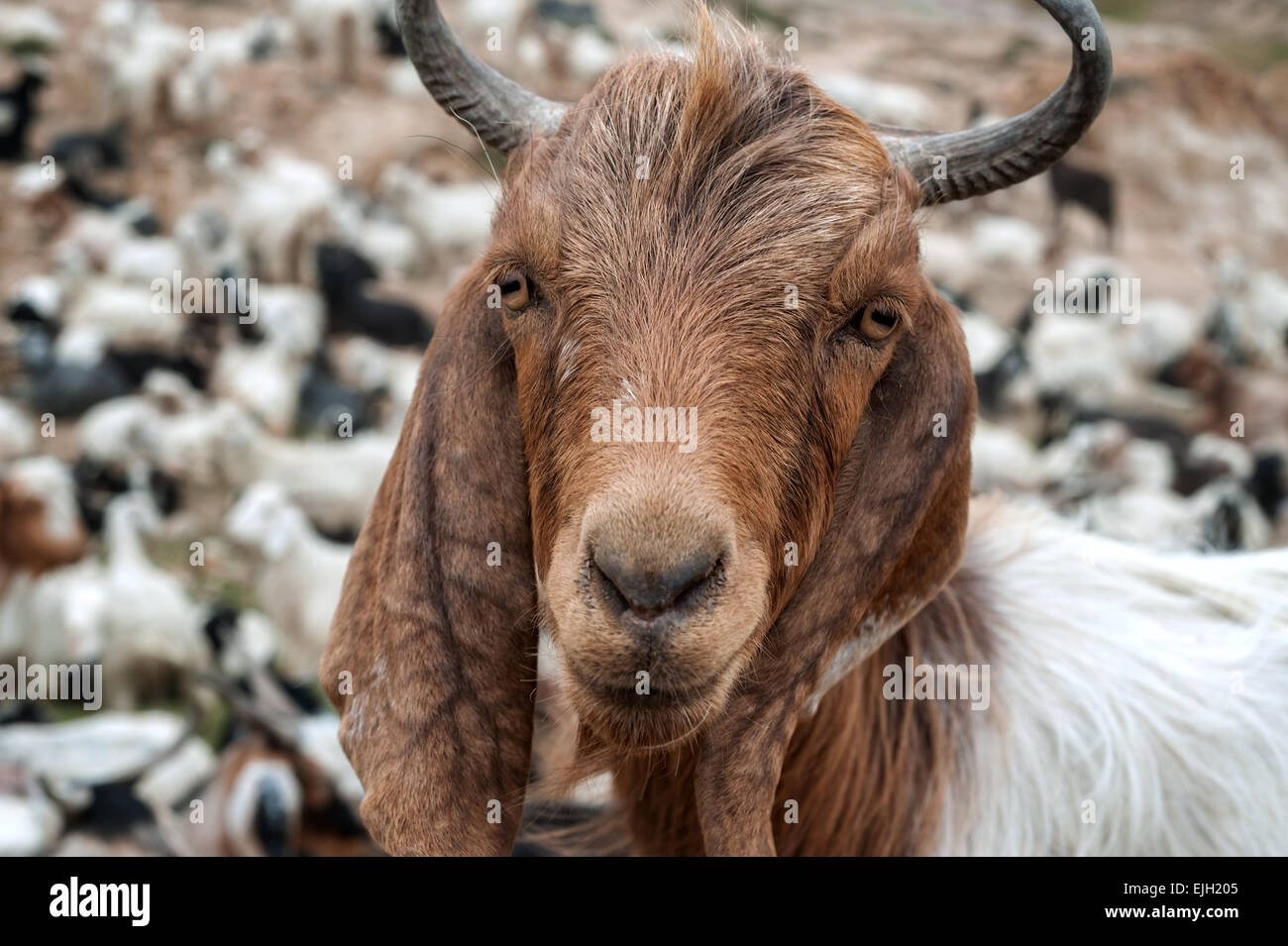 bearded goat portrait close up Stock Photo - Alamy
