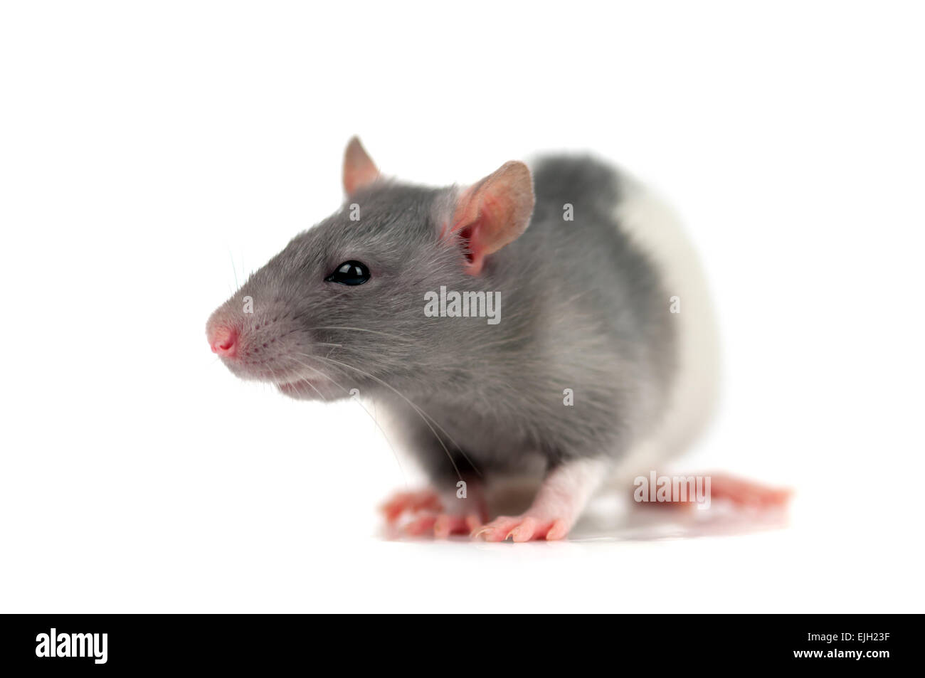Grey rat hi-res stock photography and images - Alamy