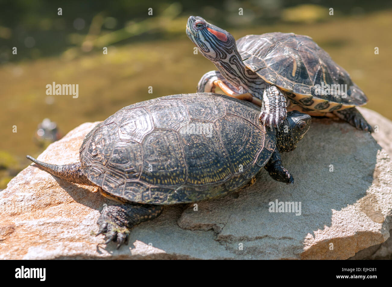 two red ear tortoice close up Stock Photo - Alamy