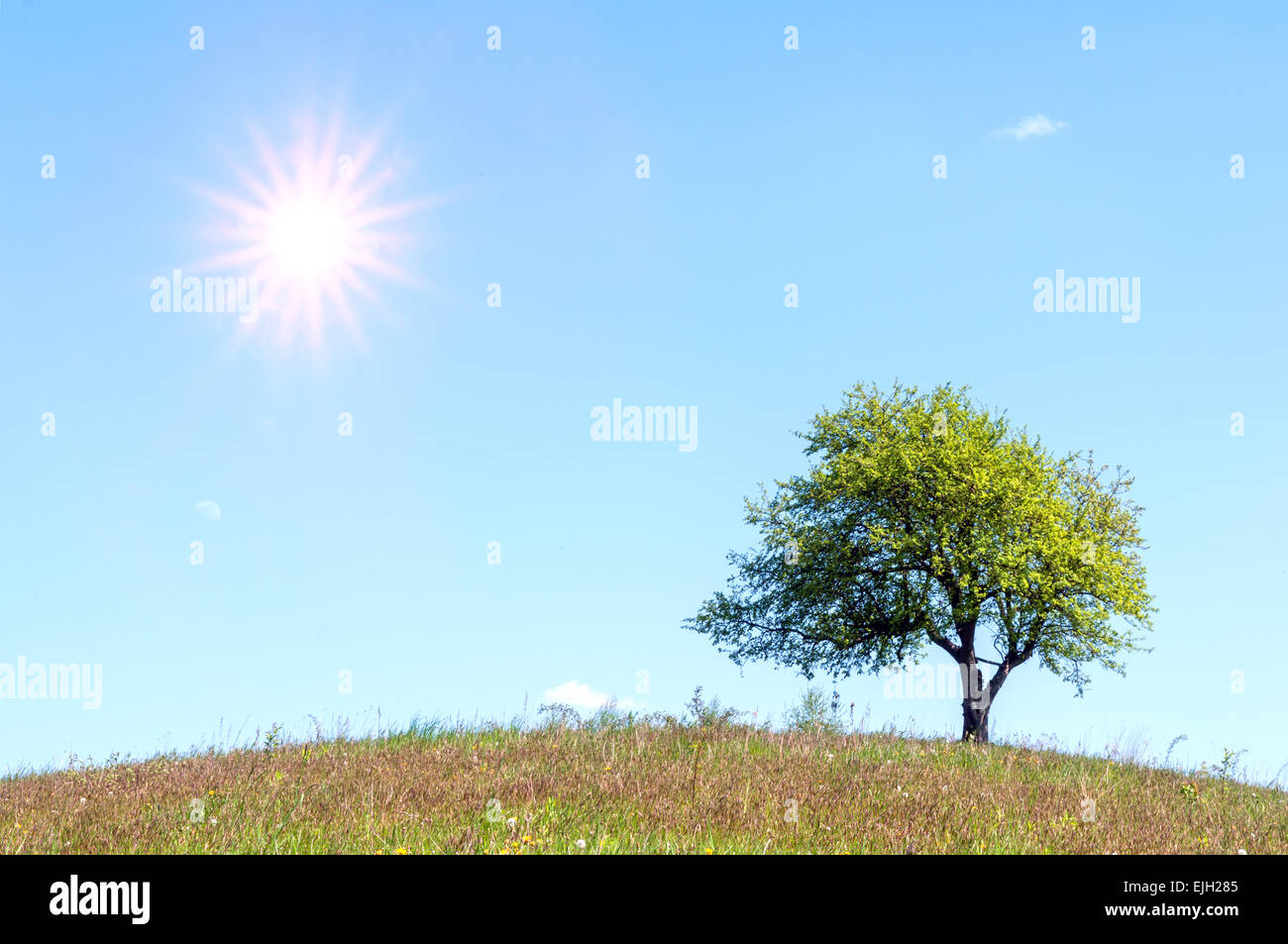 green tree and cloudy sky Stock Photo - Alamy