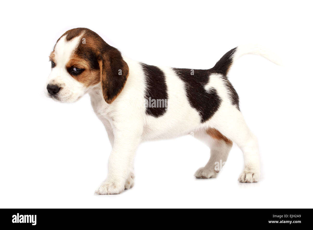 Beagle puppy over white background Stock Photo - Alamy