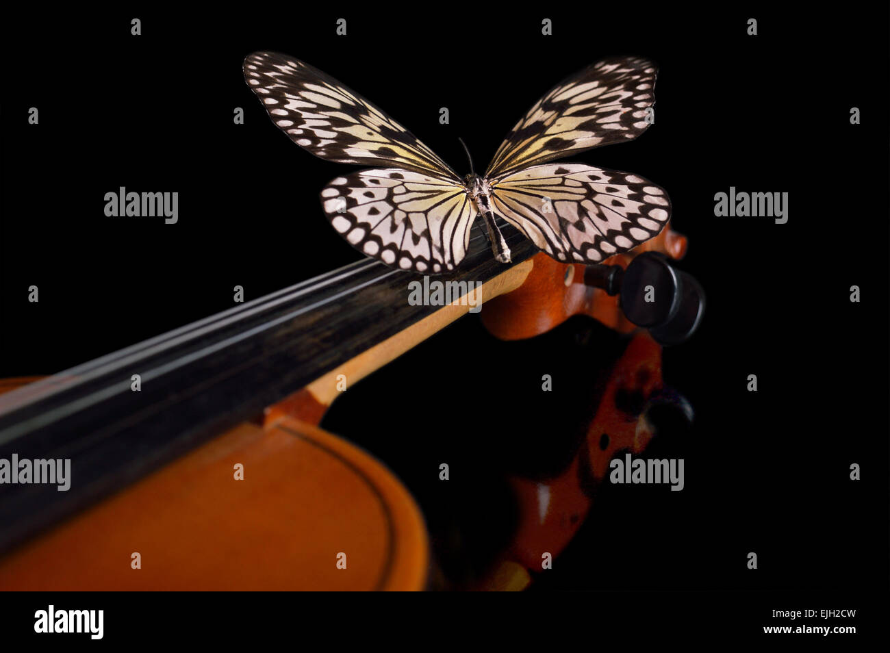 Violin and butterfly Stock Photo - Alamy