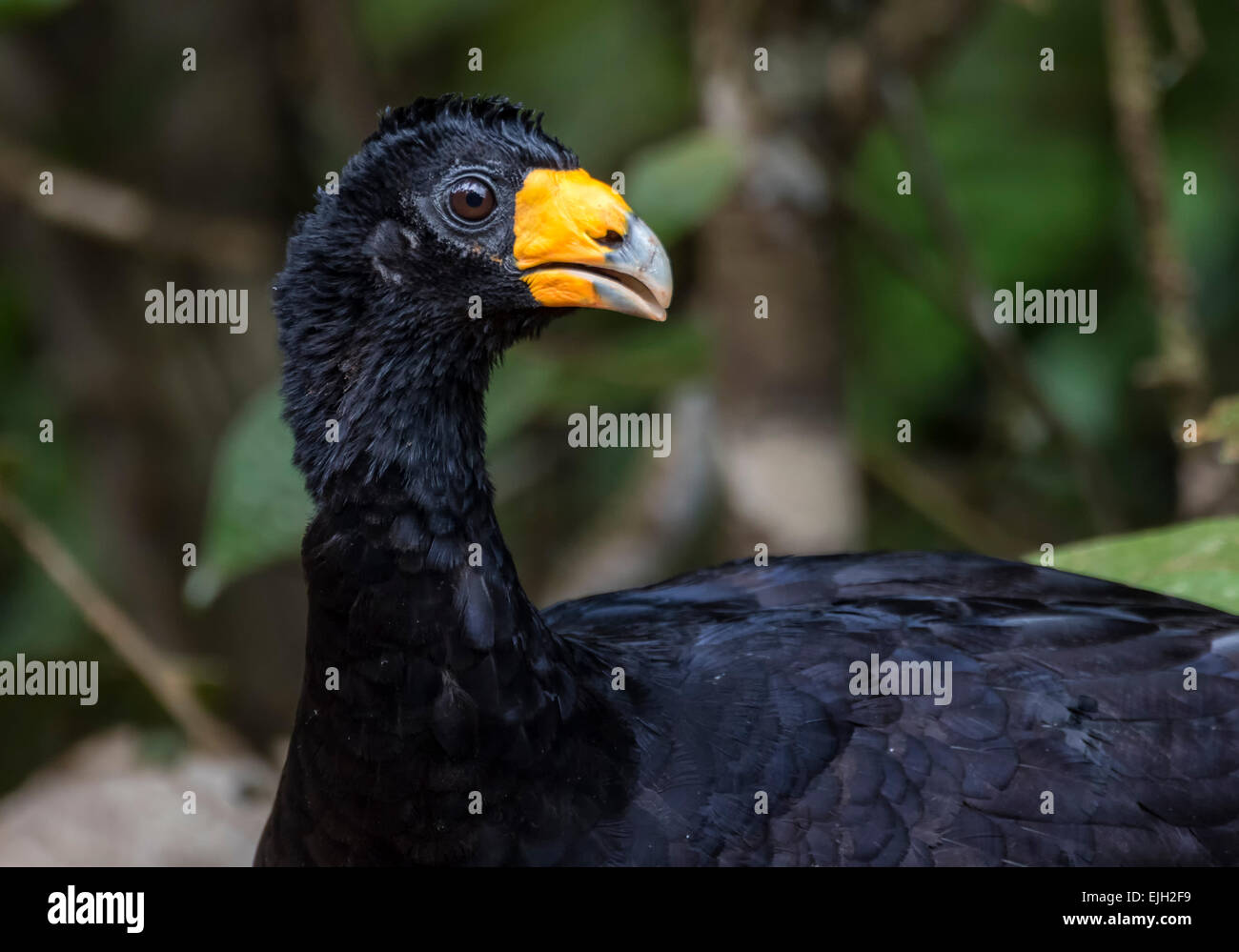Black curassow (Crax alector) foraging along the road in the Iwokrama ...